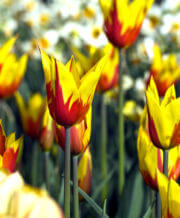 Tulips - Wooden Shoe Tulip Farm