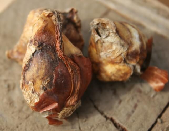 Growing & Care • Wooden Shoe Tulip Farm