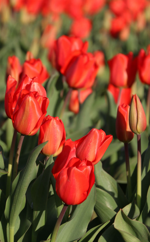 Lalibela - Wooden Shoe Tulip Farm